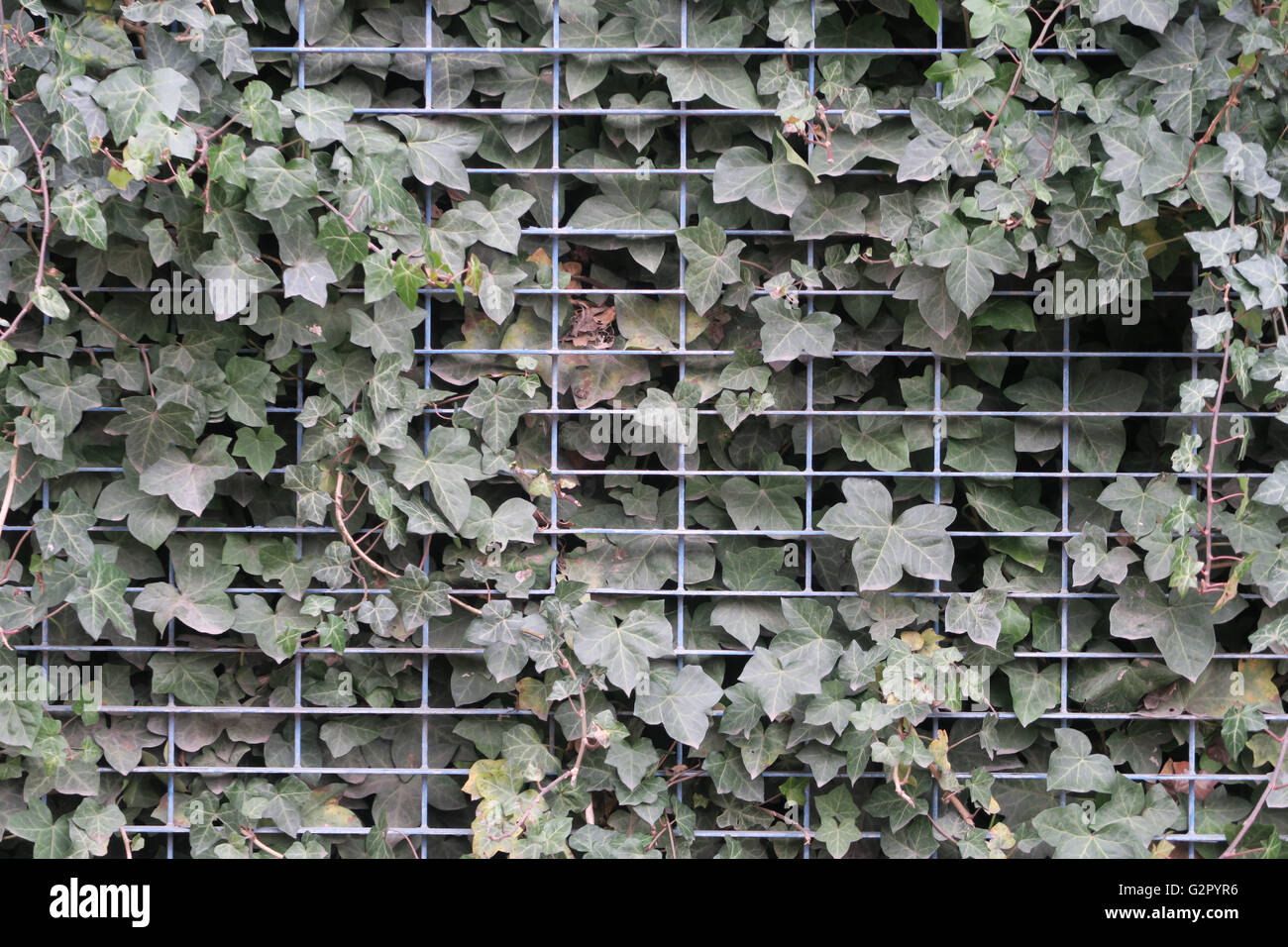 leaves / hedge / bush overgrown through metal fence Stock Photo - Alamy