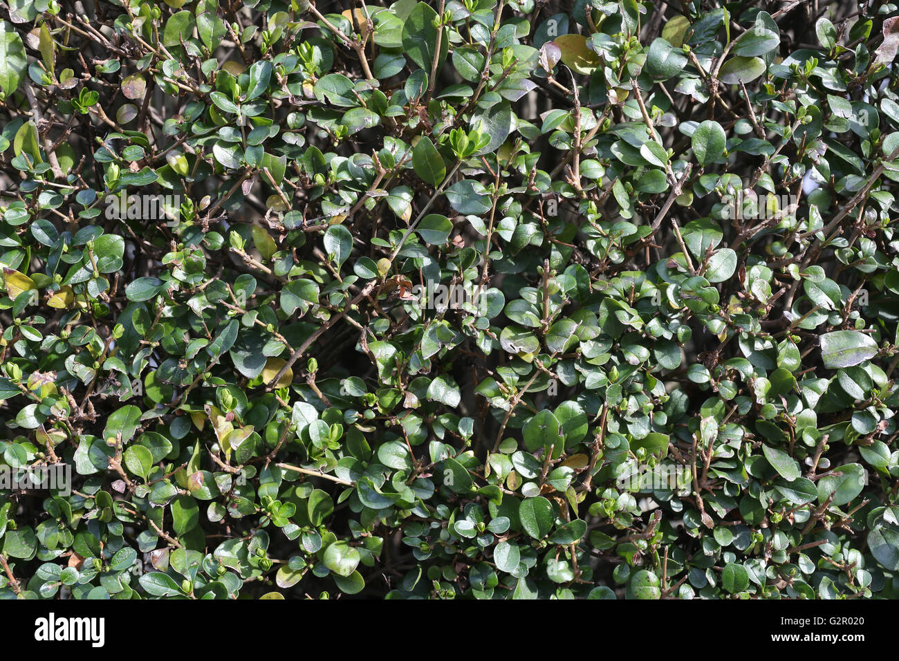 pattern of leaves on bush Stock Photo - Alamy