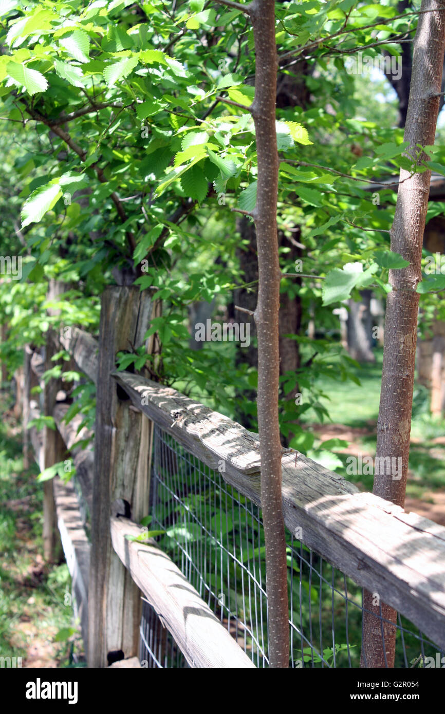 Trees line fence hi-res stock photography and images - Alamy