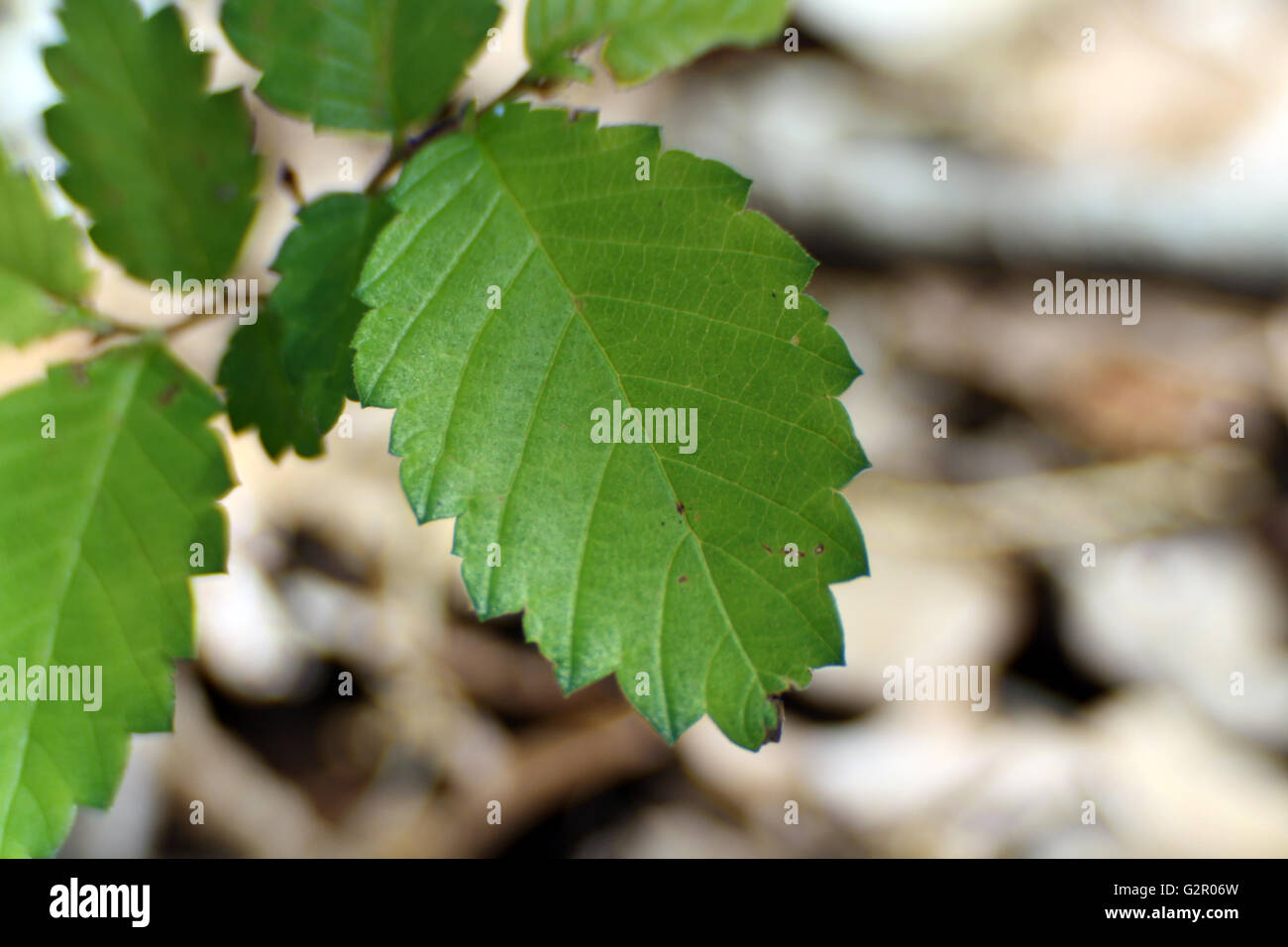 Plant small hi-res stock photography and images - Alamy