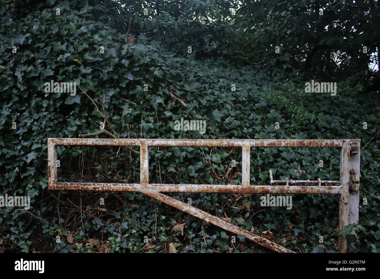 Hedge with gate hi-res stock photography and images - Alamy