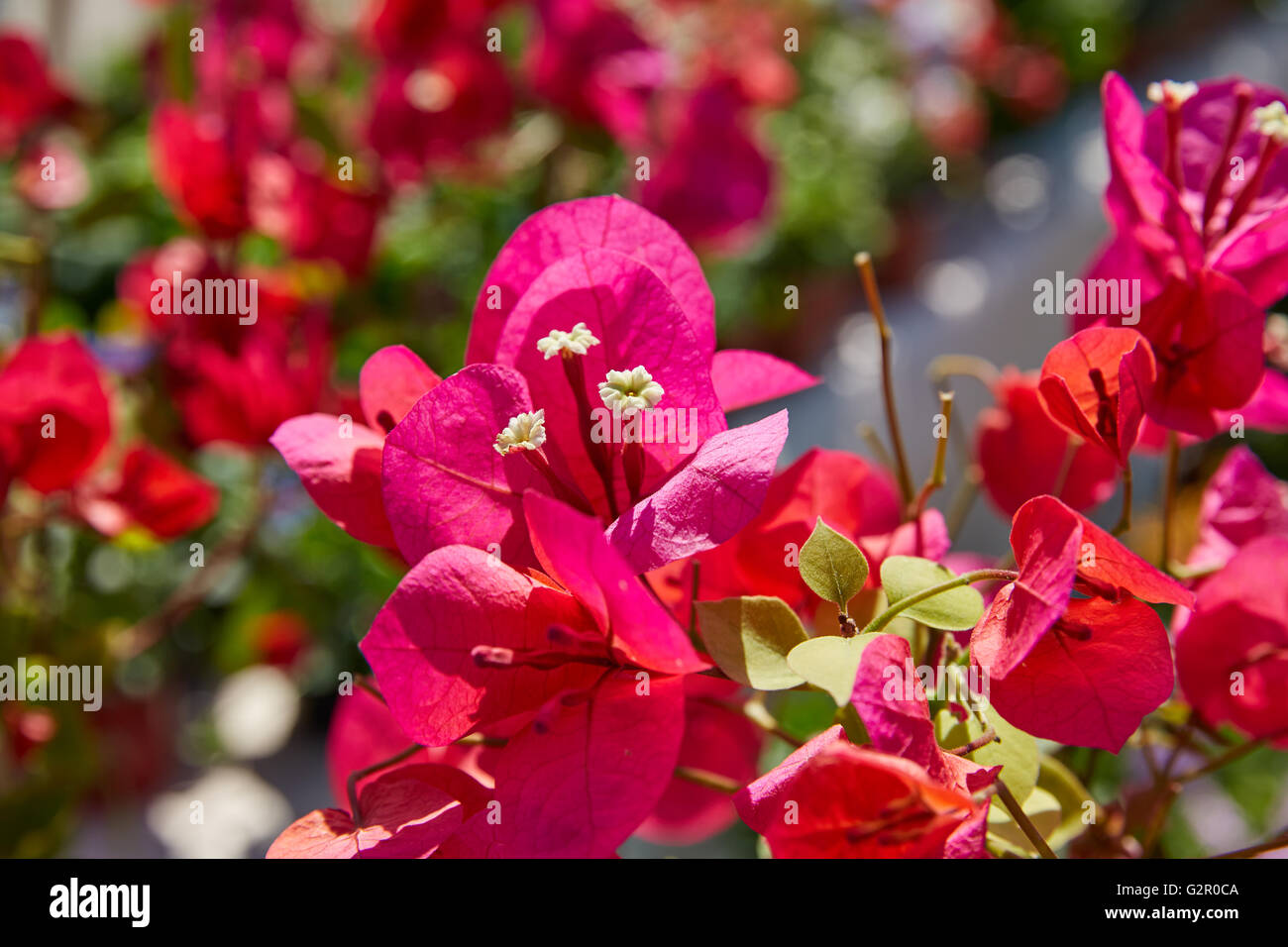 bougainvillea pink flowers in Mediterranean area Stock Photo - Alamy