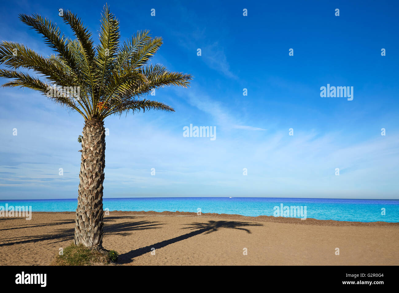 Denia Las Marinas beach palm trees in mediterranean Alicante of Spain ...