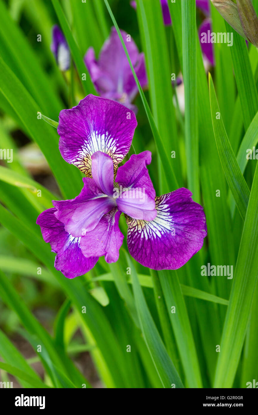 Single flower of the Siberian Iris cultivar, Iris sibirica 'Sparkling ...