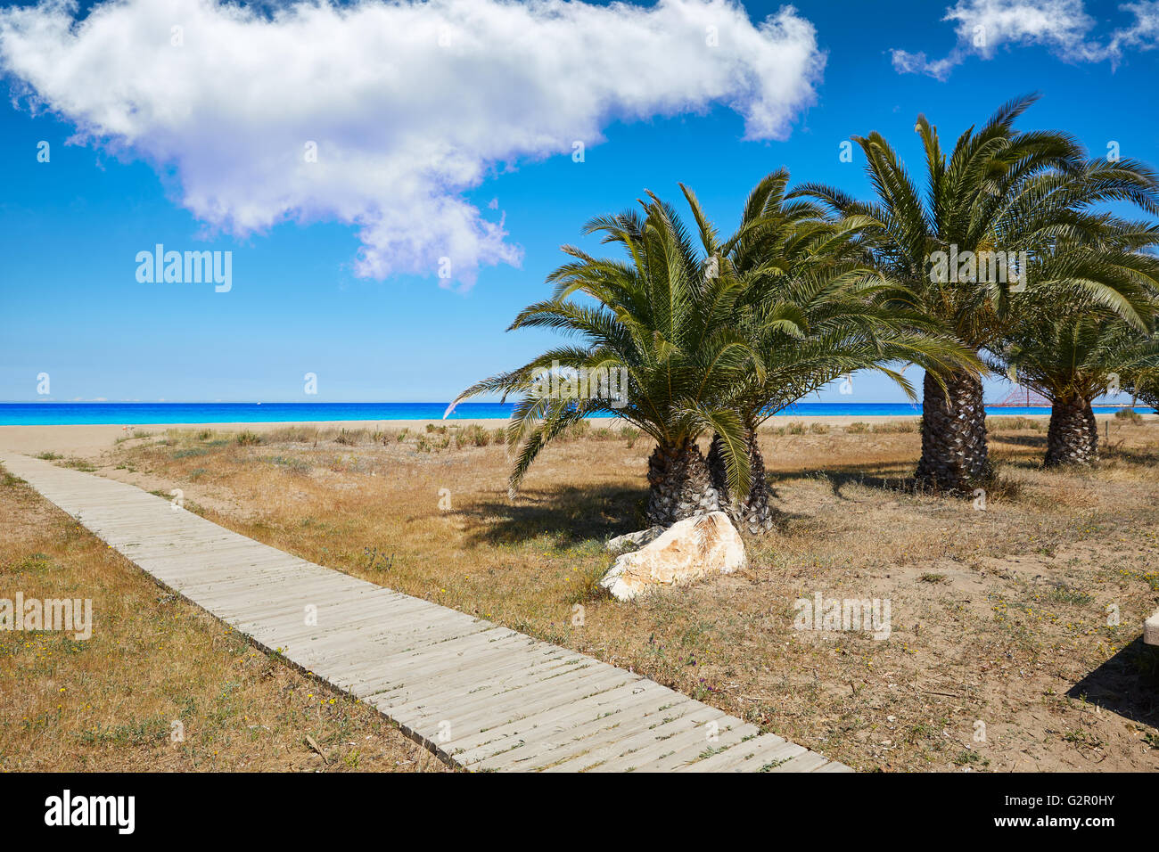 Las Marinas beach palm trees in Denia at alicante province of spain ...