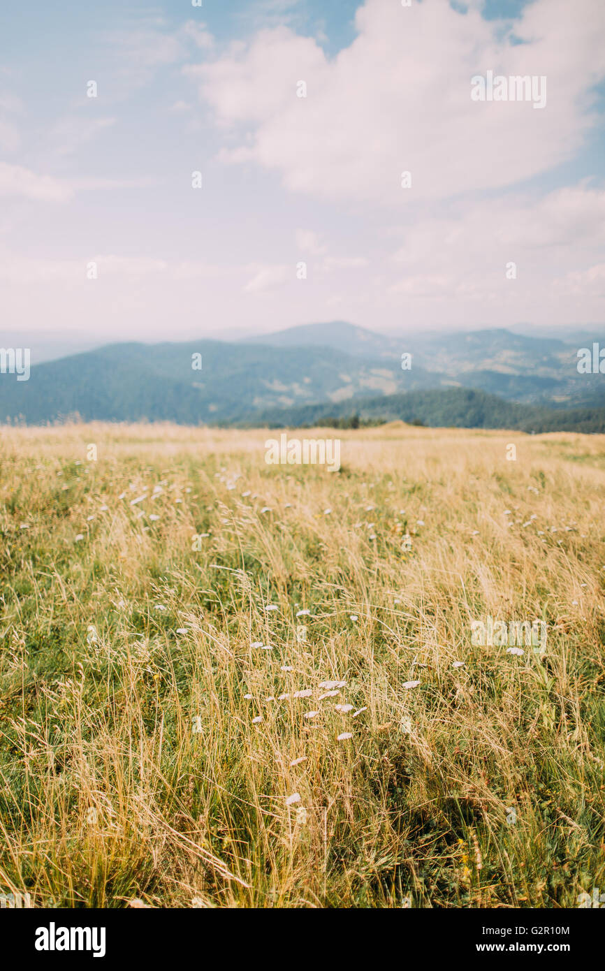 Summer meadow with small white flowers. Misty forest hills under ...