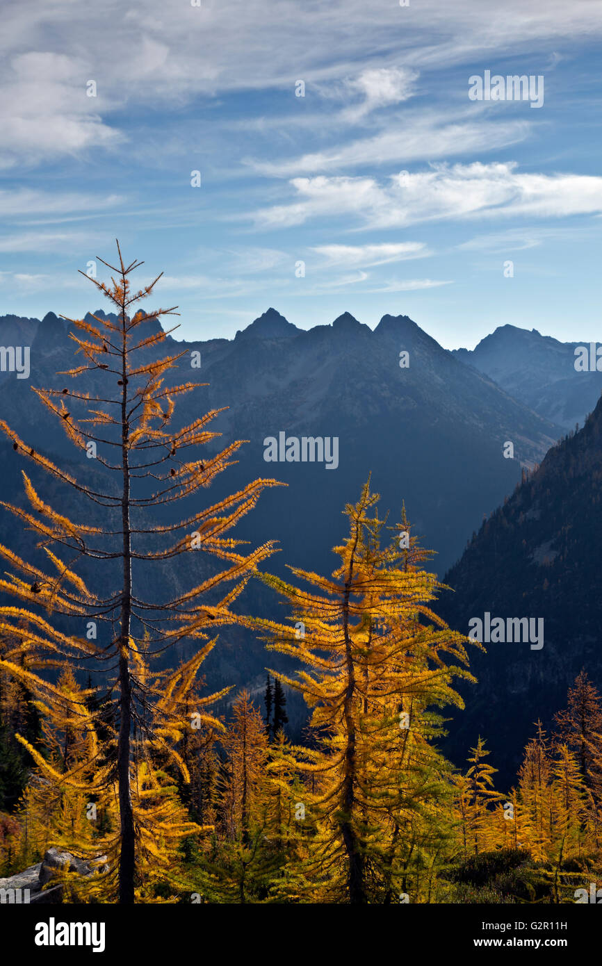 WASHINGTON - Larch trees in autumn colors in the Okanogan-Wenatchee ...