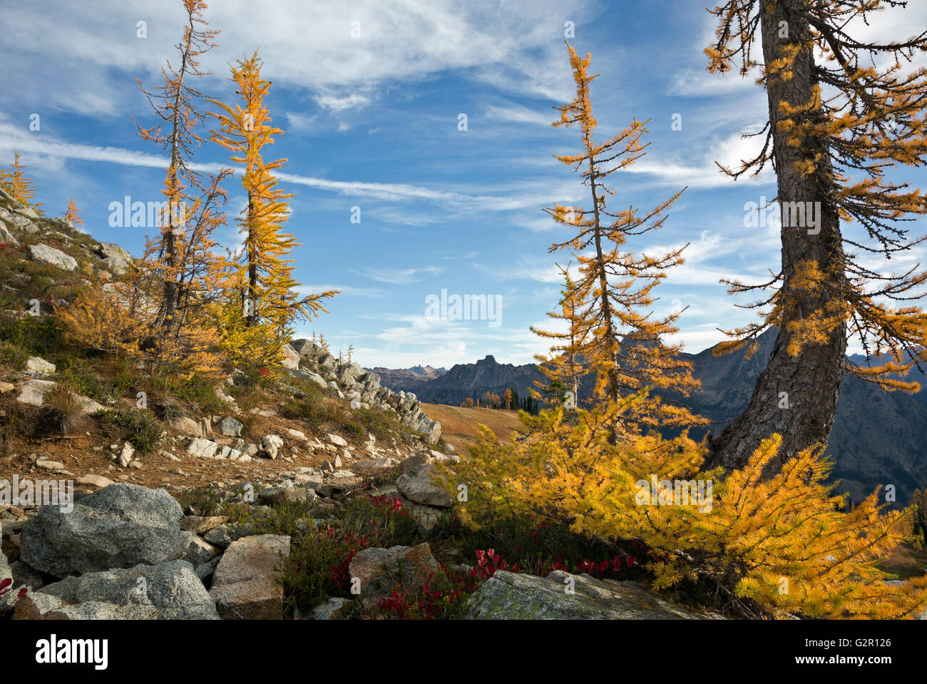 Larch trees hi-res stock photography and images - Alamy