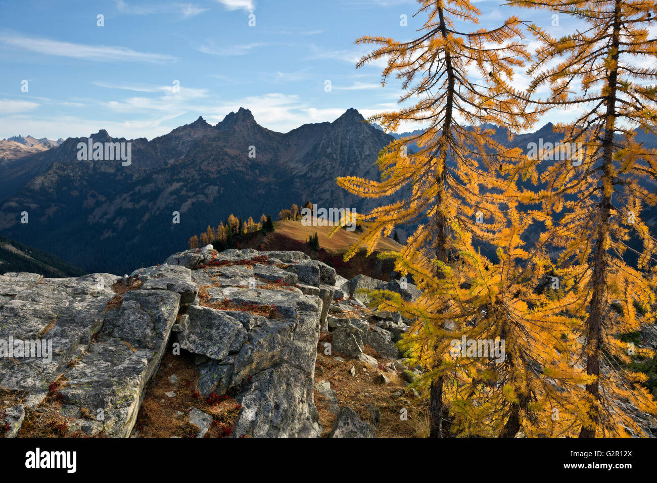 WASHINGTON - Larch trees in autumn colors in the Okanogan-Wenatchee ...