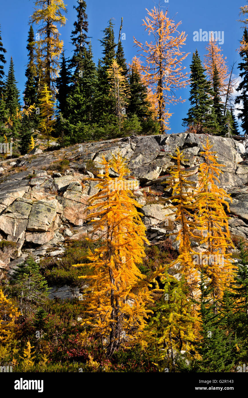 WASHINGTON - Larch trees in autumn colors in the Okanogan-Wenatchee ...