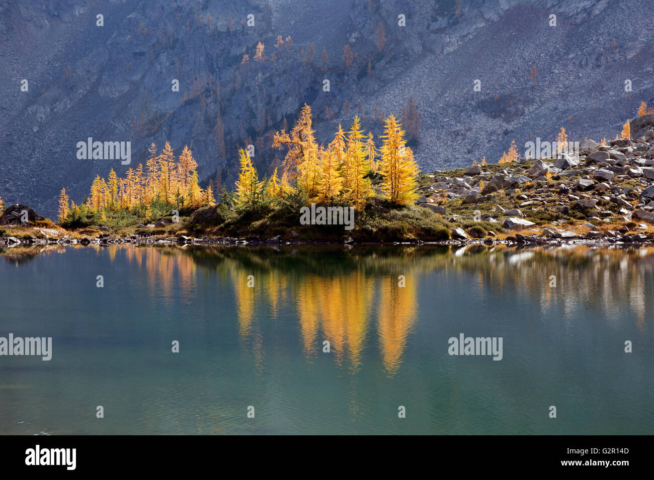 WASHINGTON - Larch trees in autumn colors reflecting in a small tarn ...