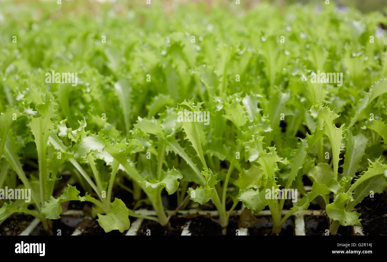 many lettuce sprouts in a row Stock Photo - Alamy