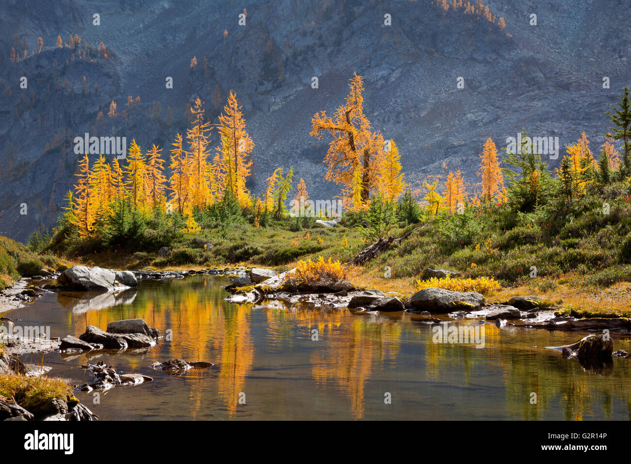 WASHINGTON - Larch trees in autumn colors reflecting in a small tarn ...
