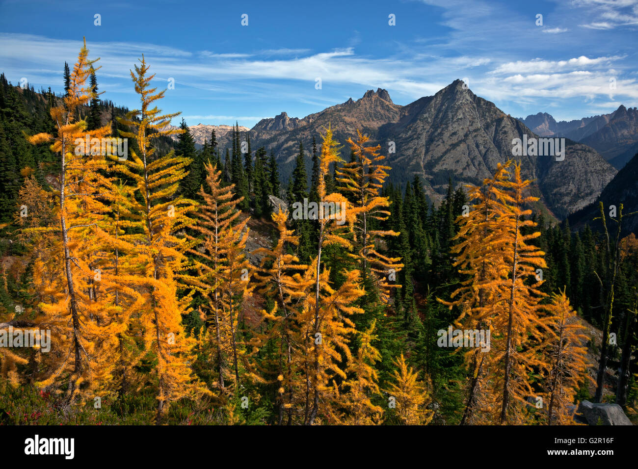 WASHINGTON - Larch trees in autumn colors in the Okanogan-Wenatchee ...