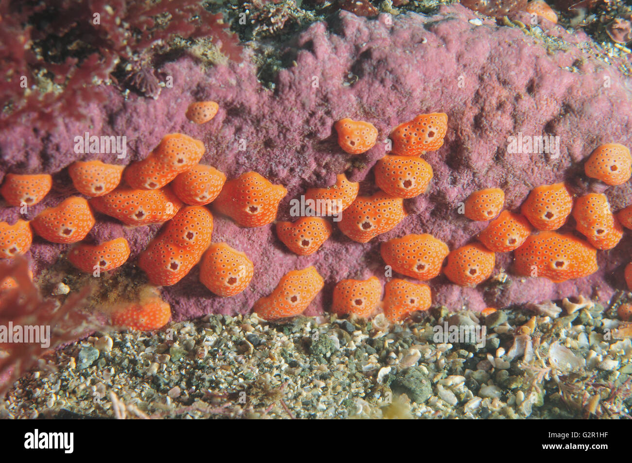 Tunicates colony hi-res stock photography and images - Alamy
