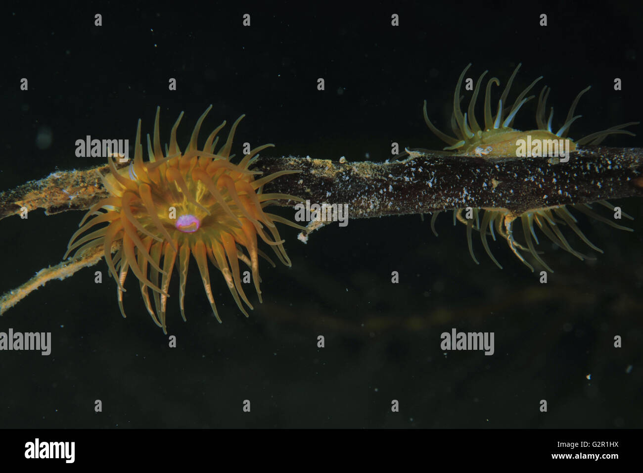 Tiny polyps attached to brown weed Stock Photo - Alamy