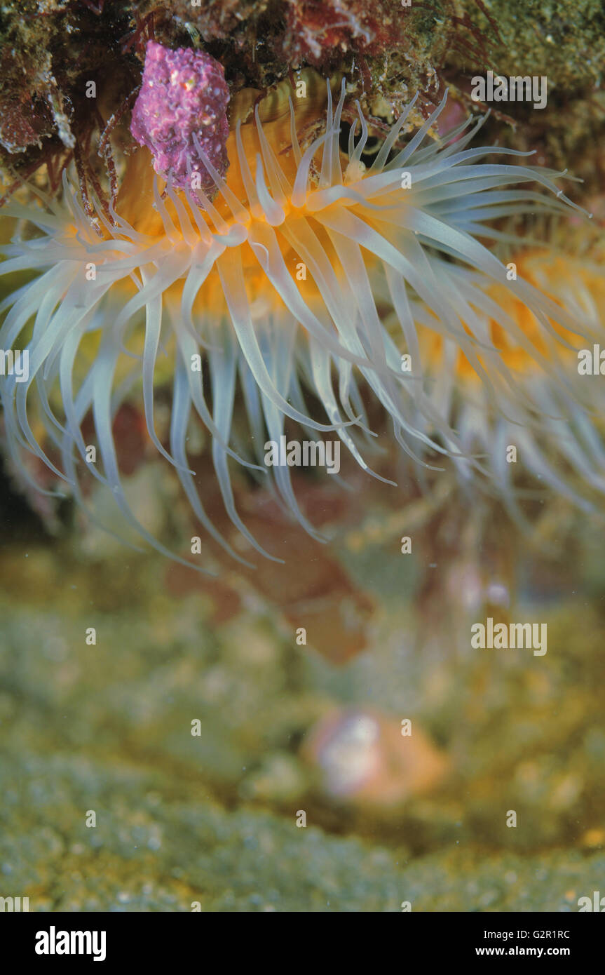 Tentacled sea anemone hi-res stock photography and images - Alamy