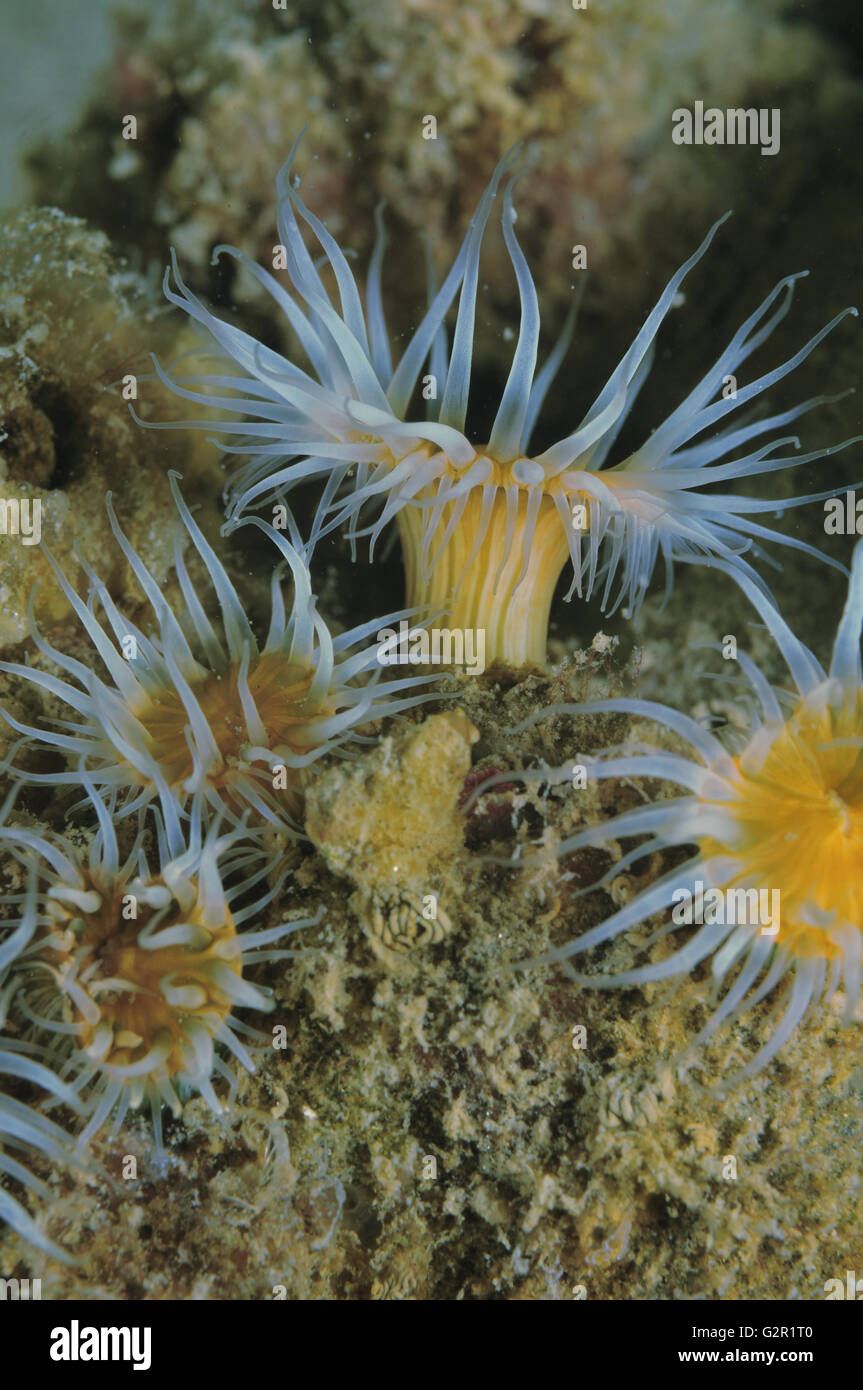 Tentacled sea anemone hi-res stock photography and images - Alamy