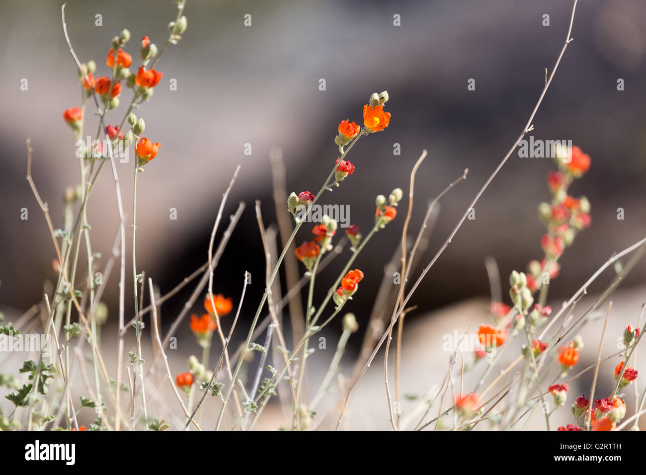 Orange globe mallow blooming in desert mountains. South Mountain Park ...