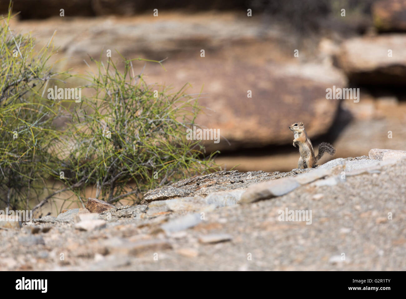 A chipmunk standing on a rocky outcropping. South Mountain Park ...