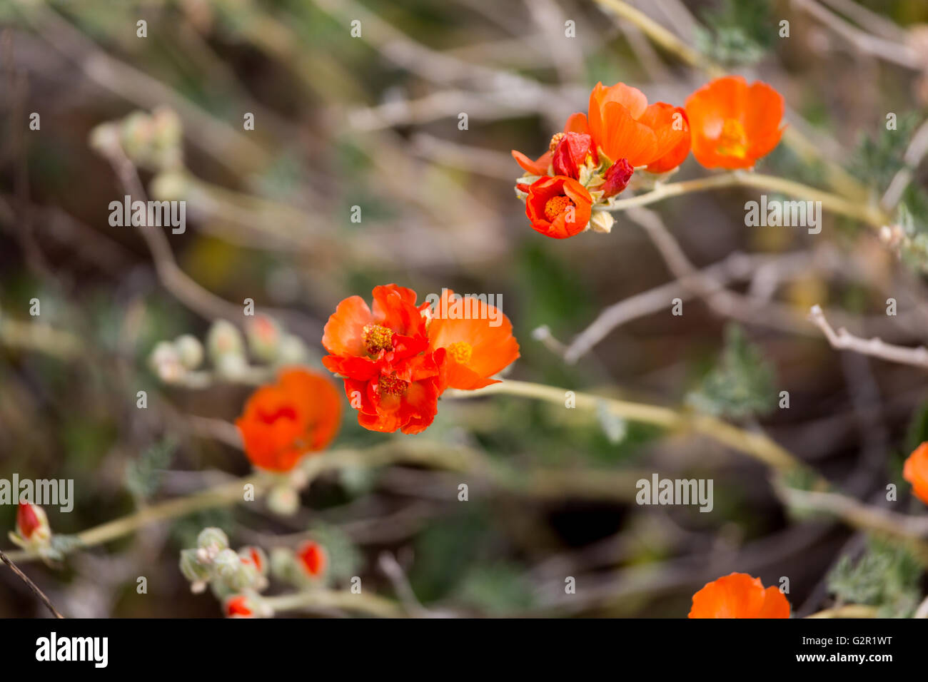 Orange globe mallow blooming in desert mountains. Phoenix Mountain Park ...