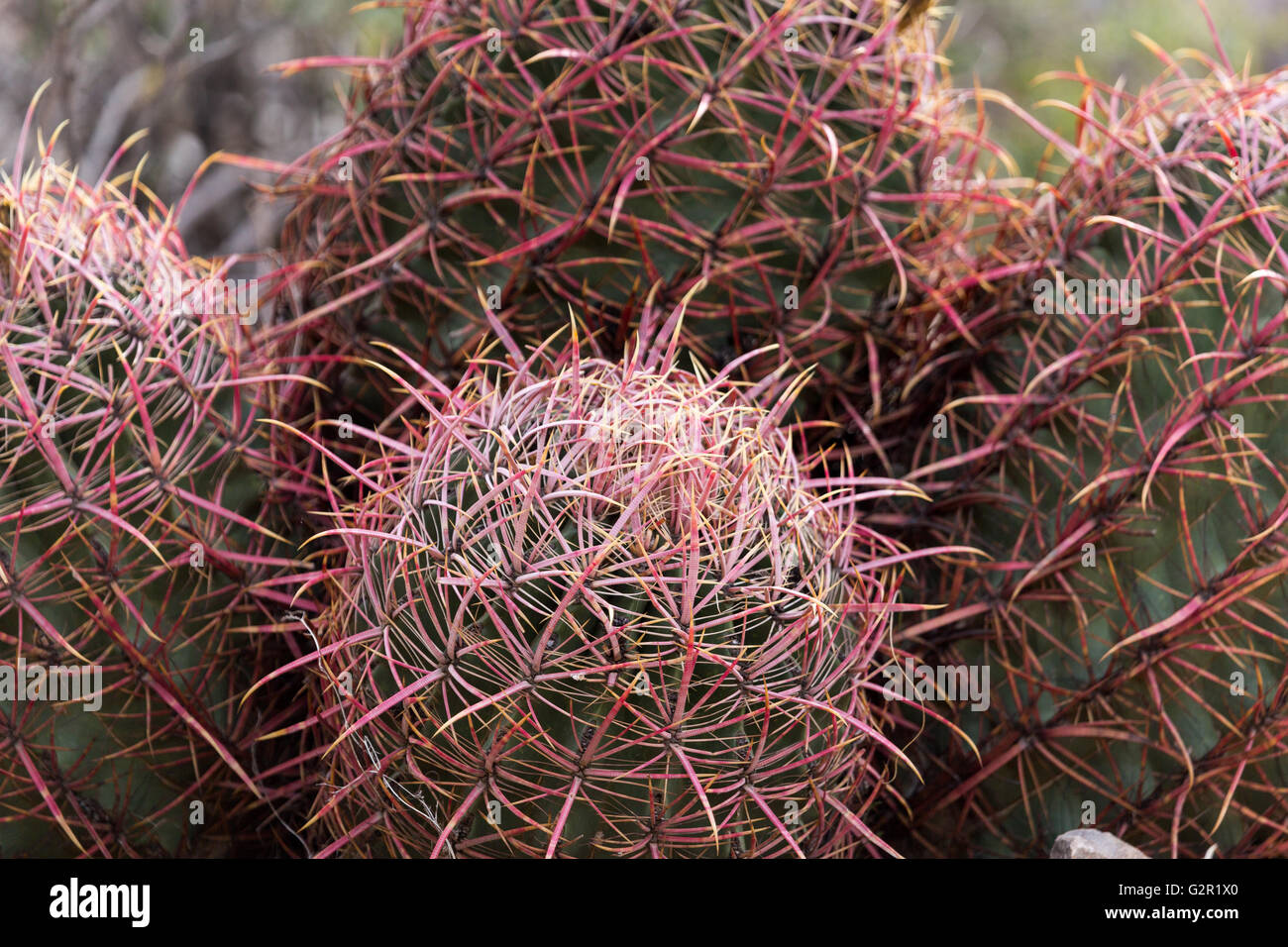 Small barrel cactus hi-res stock photography and images - Alamy