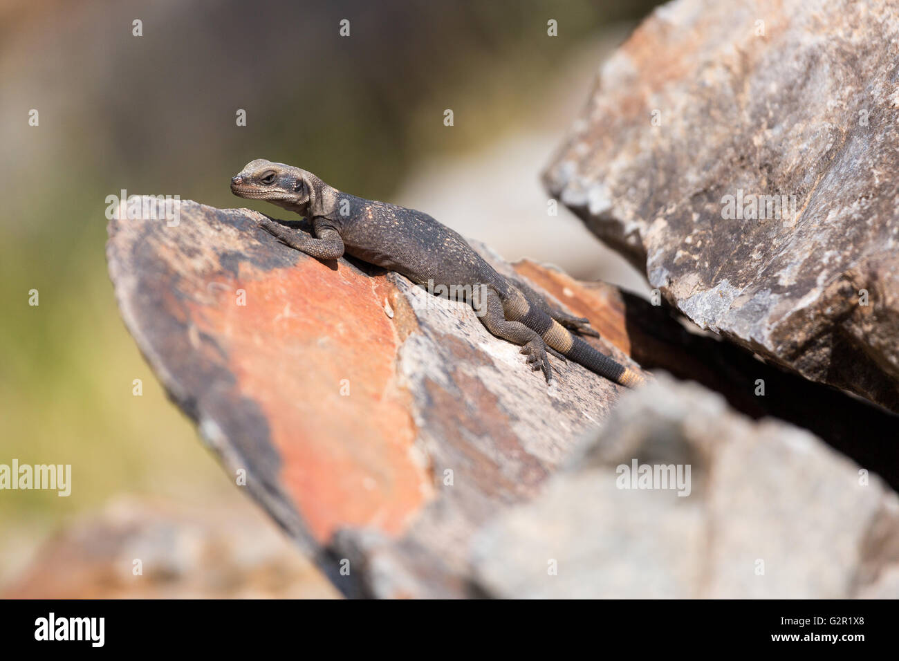 A chuckwalla sunning on a warm rock near Two-Bit Peak. Phoenix ...
