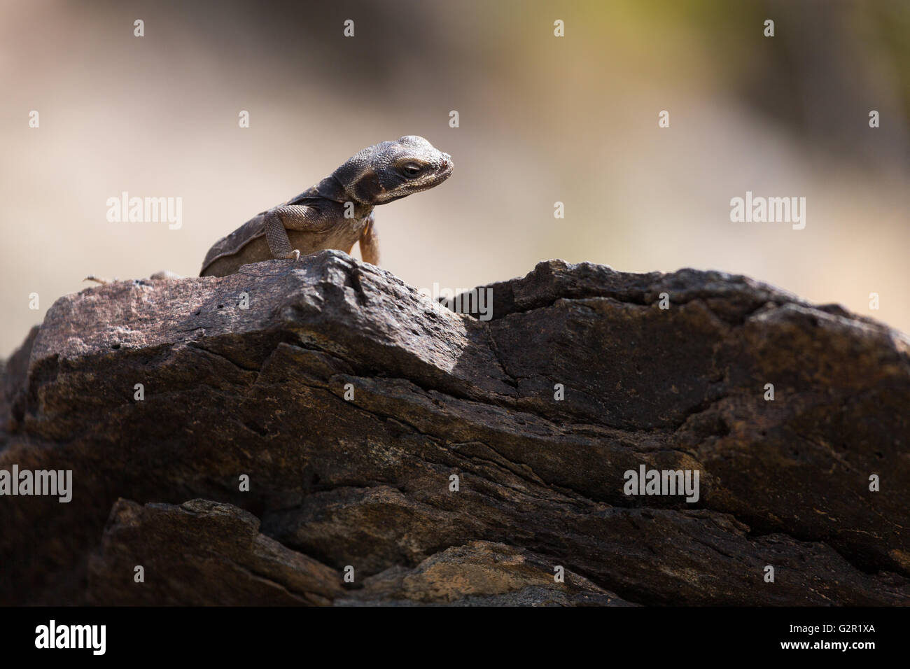 A chuckwalla peeking over a rock near Two-Bit Peak. Phoenix Mountains ...