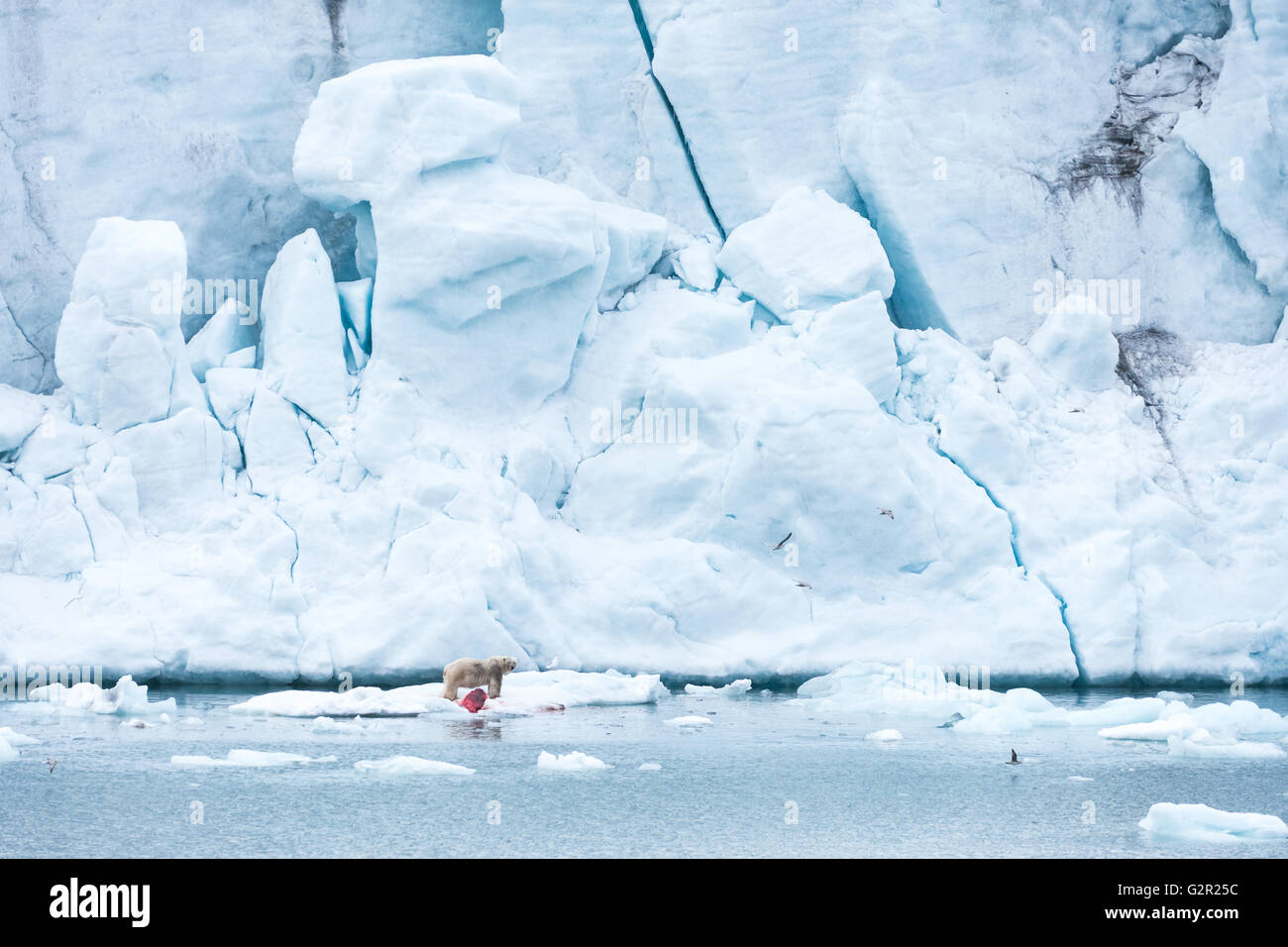 Beluga whale sea ice hi-res stock photography and images - Alamy