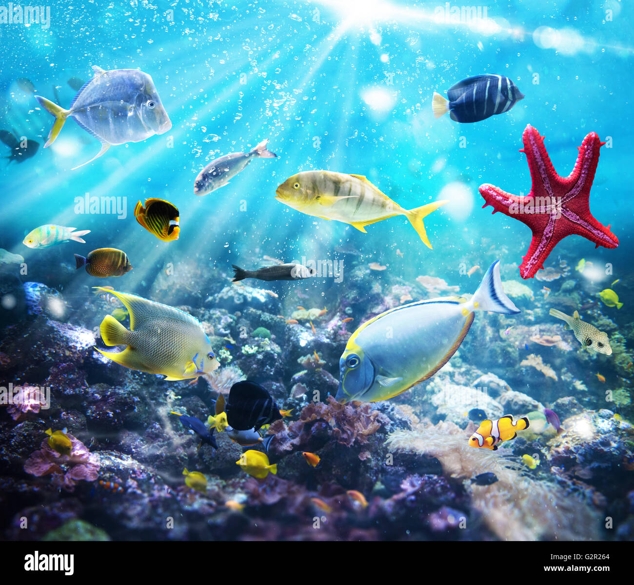 Exotic marine fauna hi-res stock photography and images - Alamy
