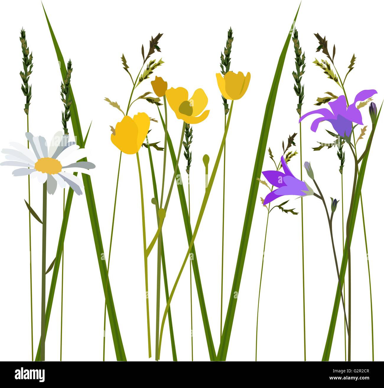 Flowers in meadow, isolated vector Stock Vector Image & Art - Alamy
