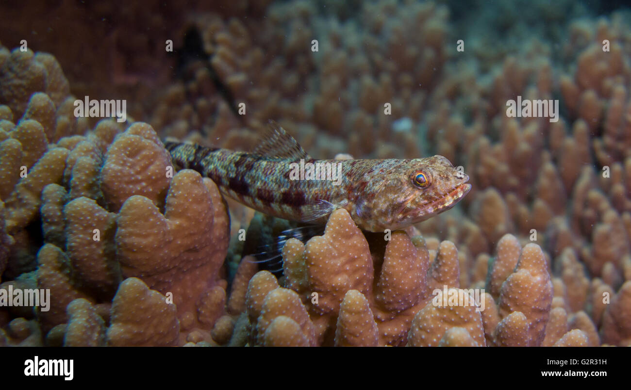 Reef lizardfish synodus variegatus hi-res stock photography and images ...