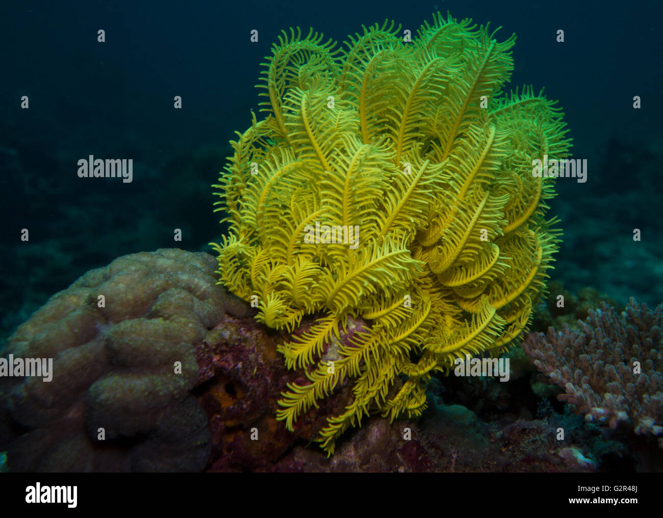 Feather black coral hi-res stock photography and images - Alamy