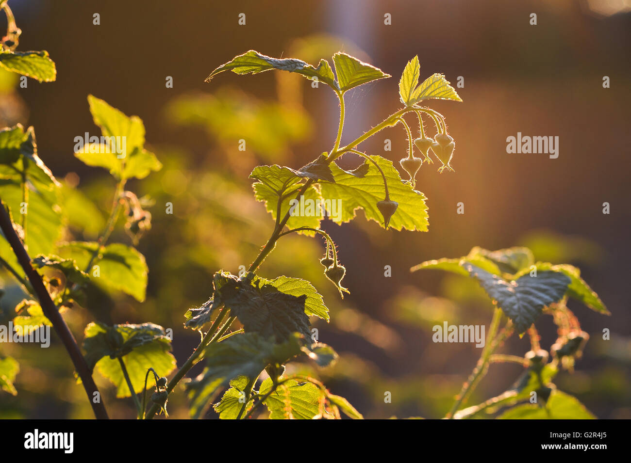 Young ovaries of raspberry in sunset light Stock Photo - Alamy