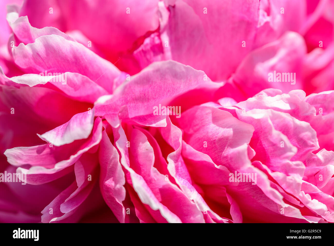 Pink Peony (Paeonia) Flower Stock Photo - Alamy