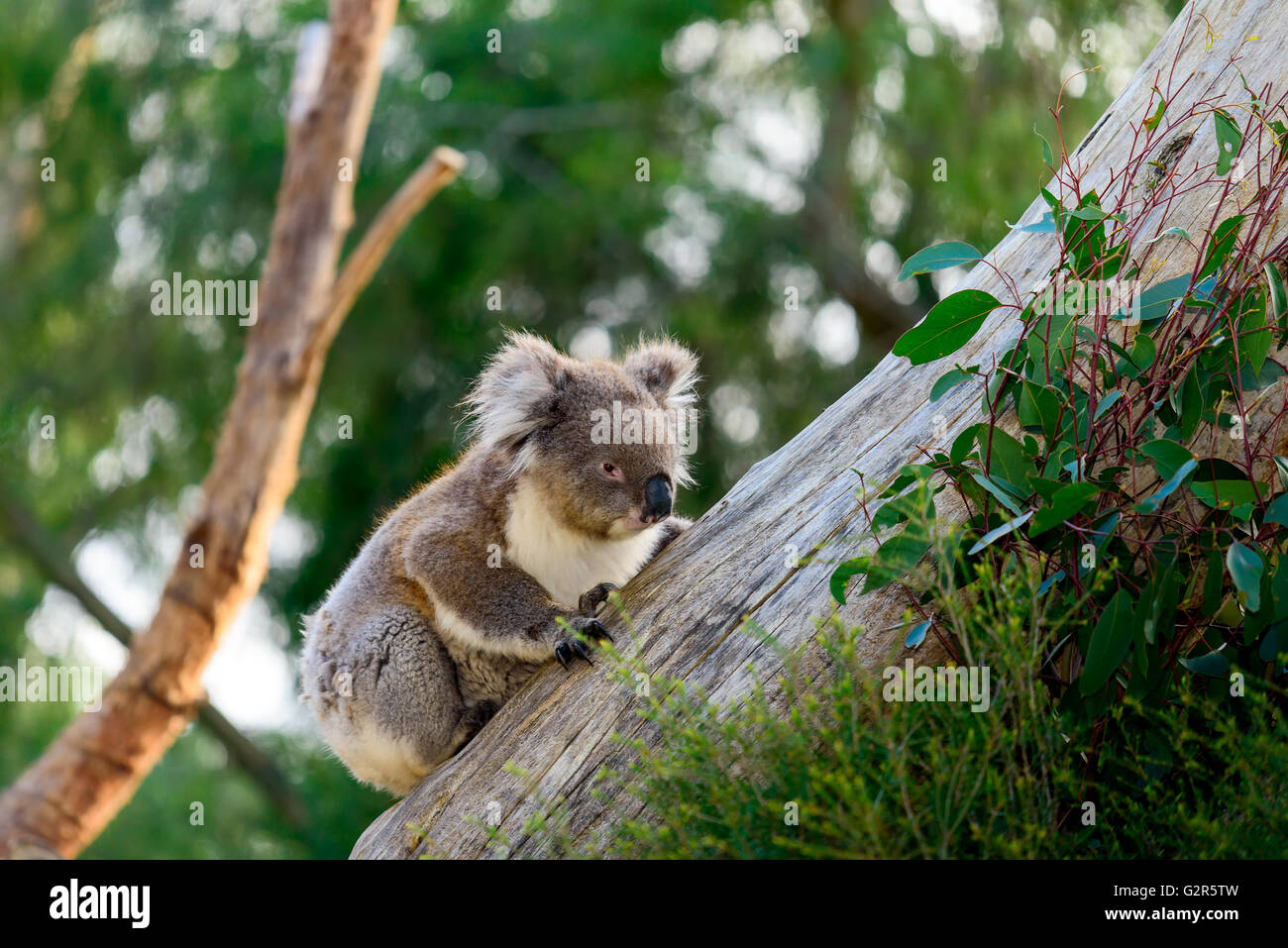 Wild koala bear climbing up a tree in australian outback Stock Photo ...