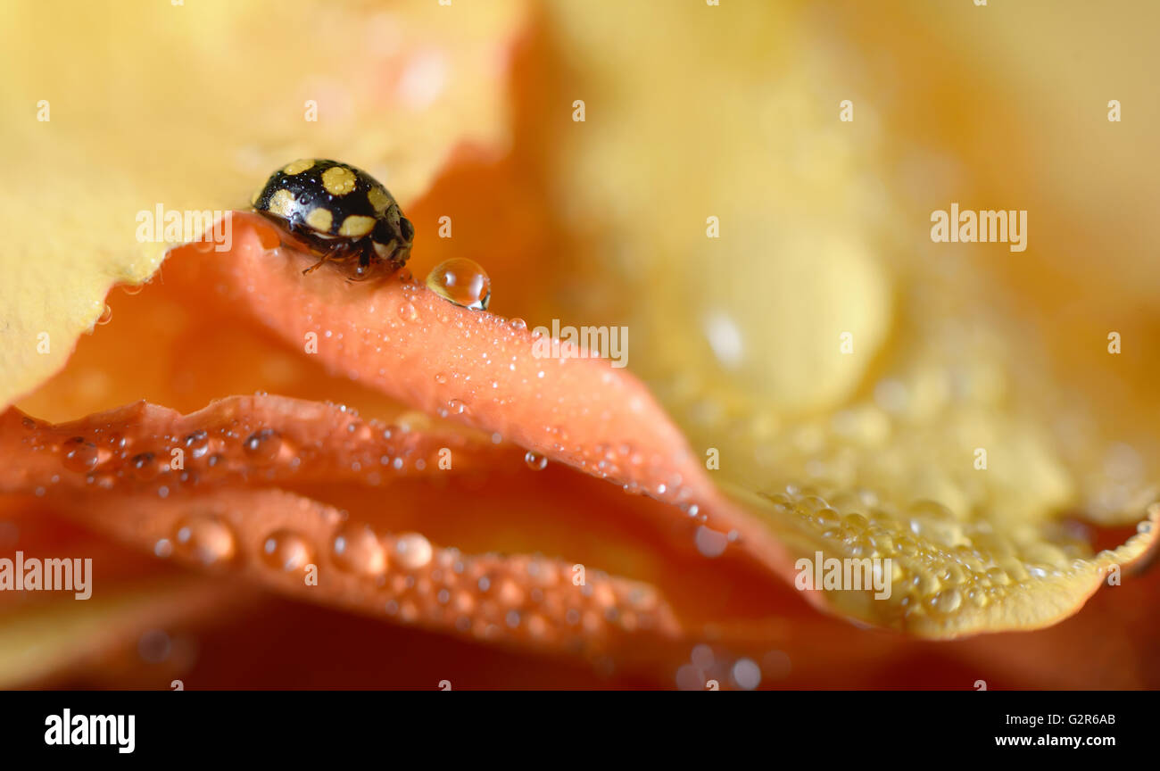 Ladybug Yellow Stock Photos & Ladybug Yellow Stock Images - Alamy