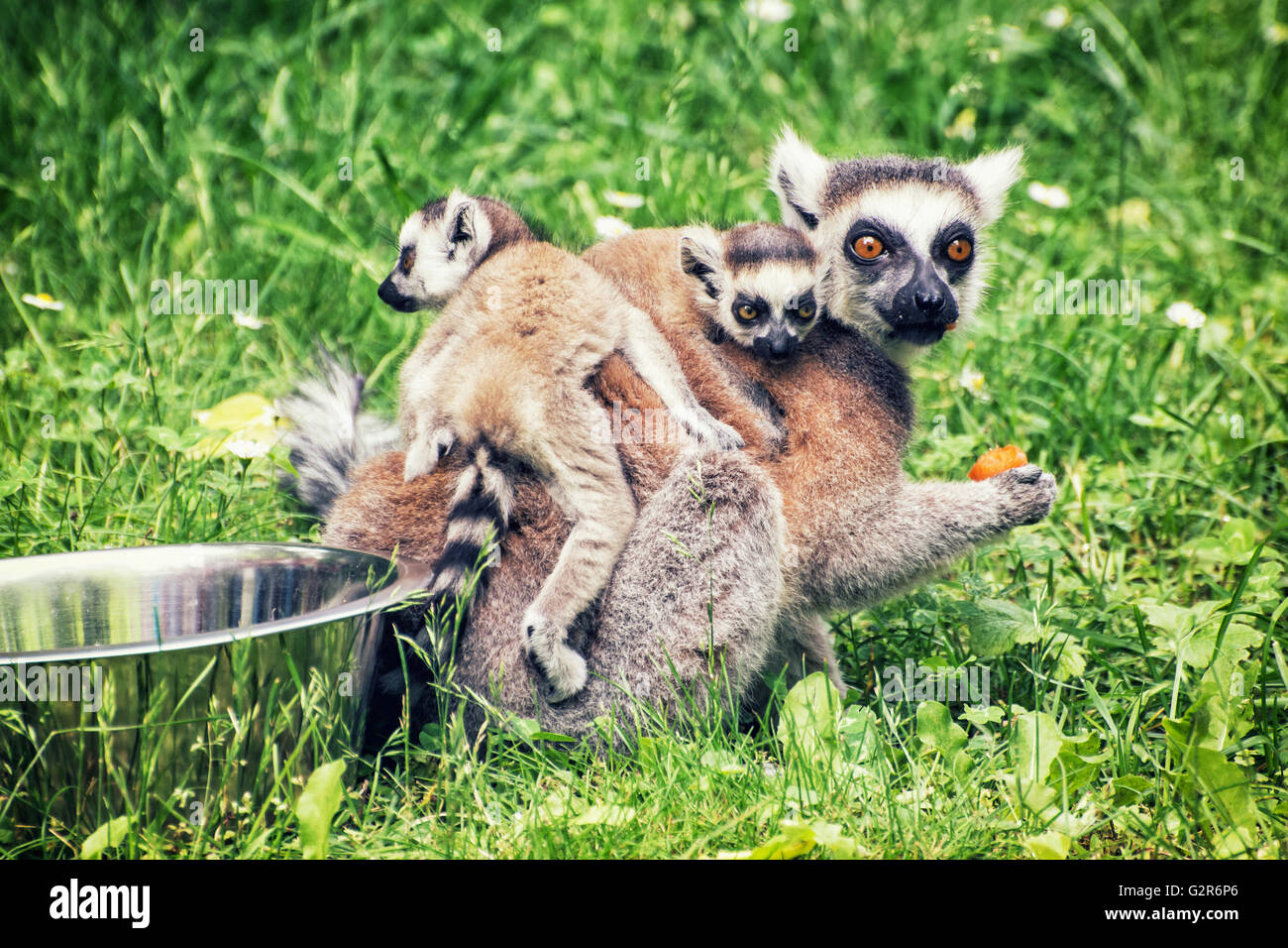 Ring-tailed lemur - Lemur catta - with cubs are fed from the bowl ...