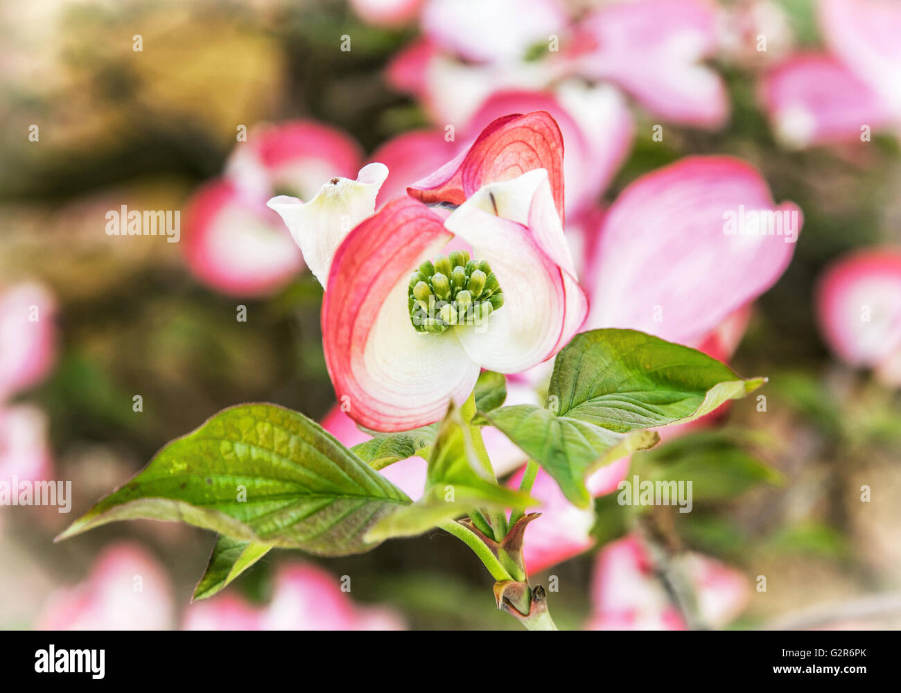 Family cornaceae hi-res stock photography and images - Alamy