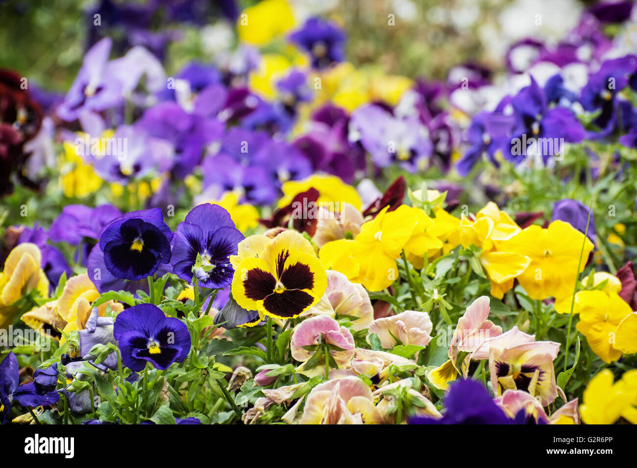 Mixed pansies in the garden. Beauty in nature. Seasonal natural scene ...