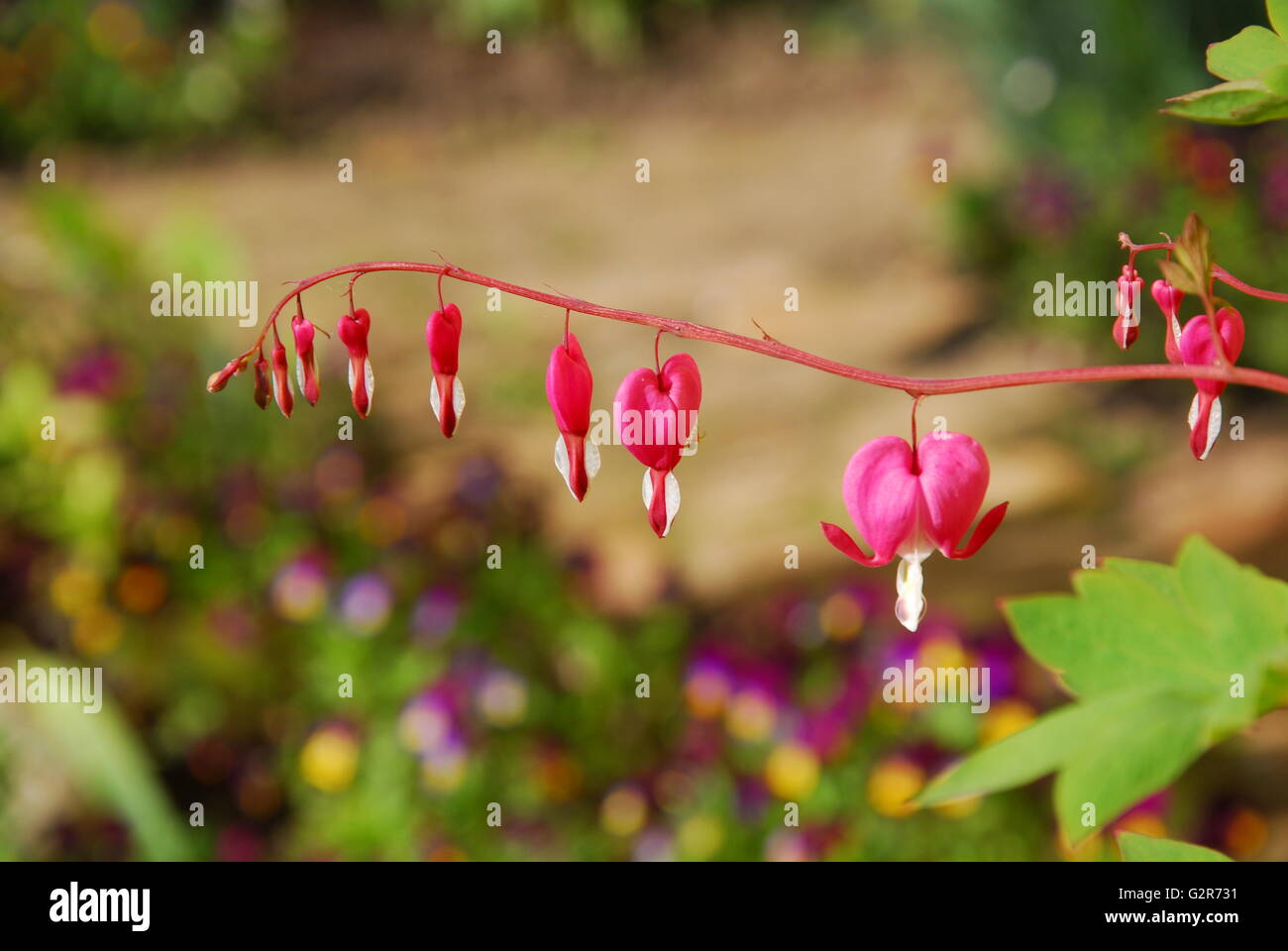Bleeding heart flower, lyre flower, dicentra spectabilis, lamprocapnos ...