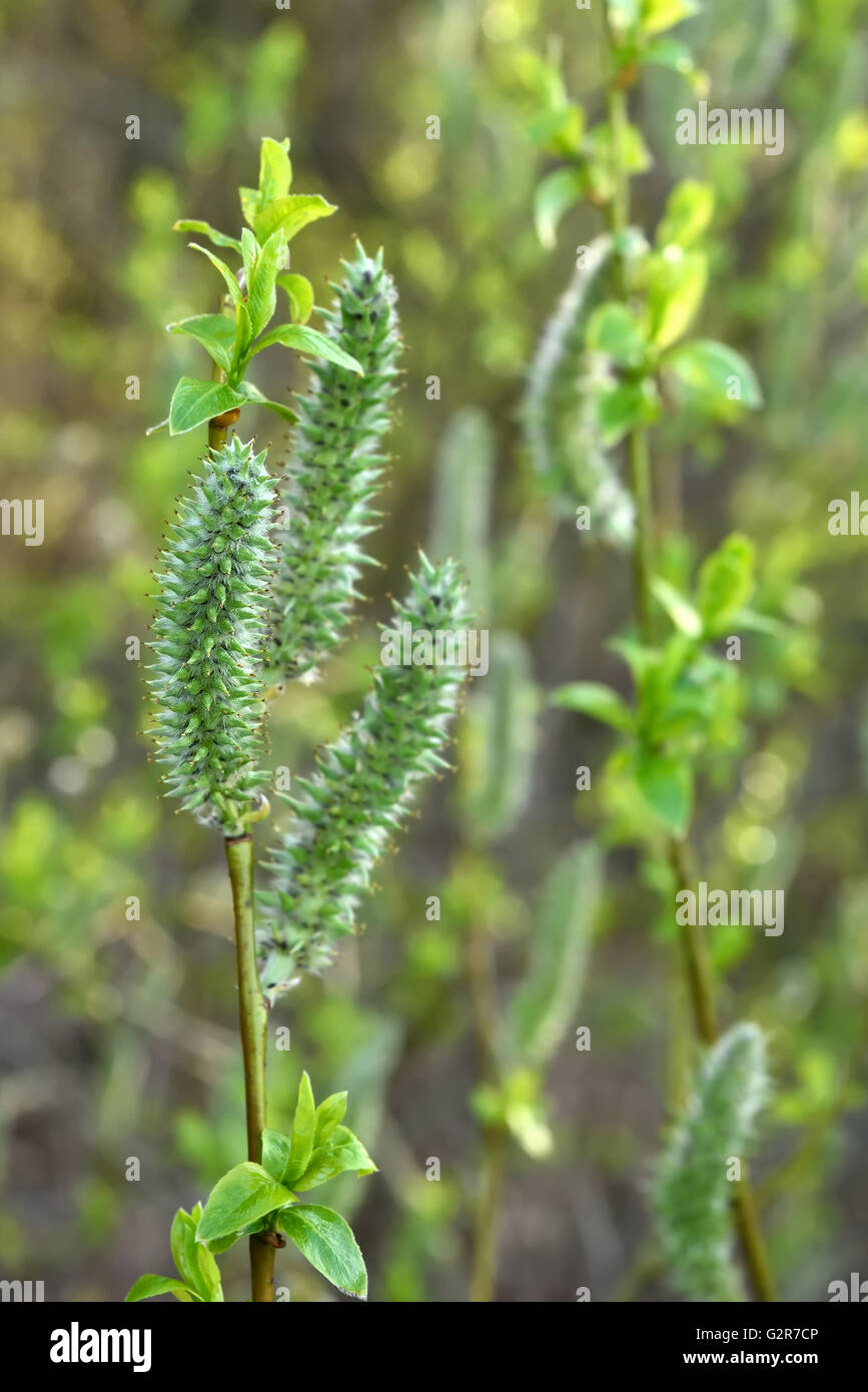 Salix branches hi-res stock photography and images - Alamy