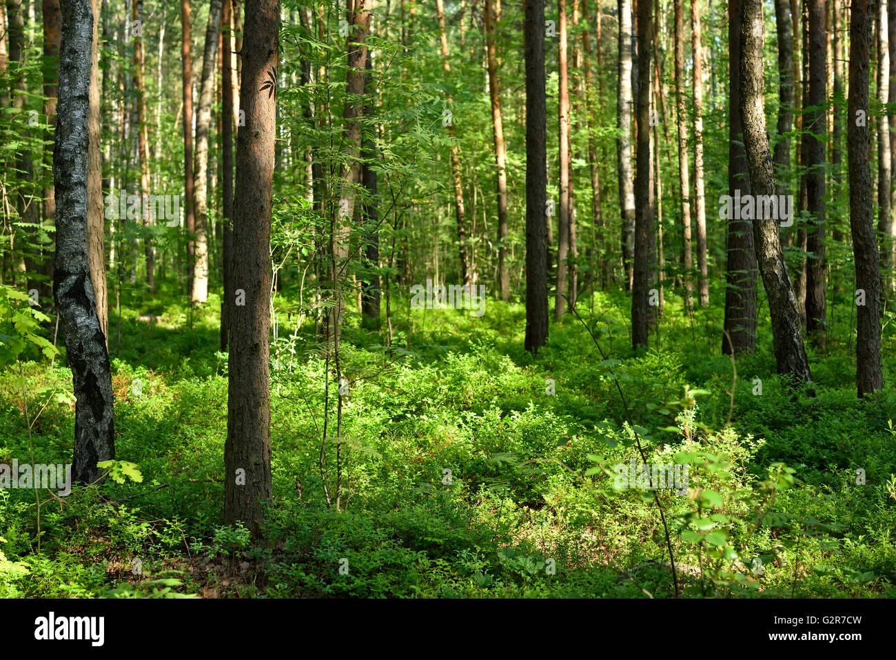 Trees in forest near Saint Petersburg, Russia Stock Photo - Alamy