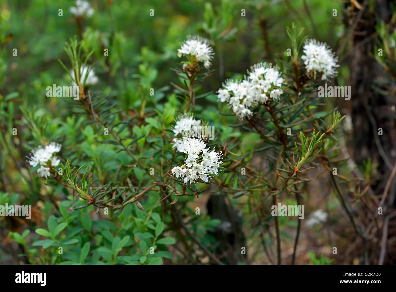 Ledum palustre (Rhododendron tomentosum) plant in forest Stock Photo ...