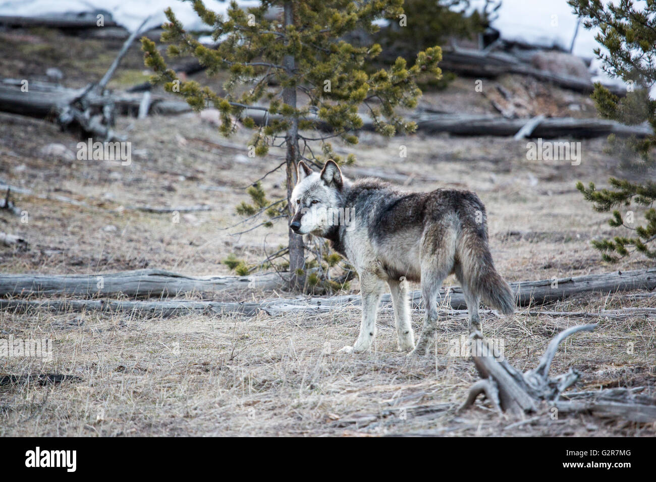 Alpha Male Wolf Pack