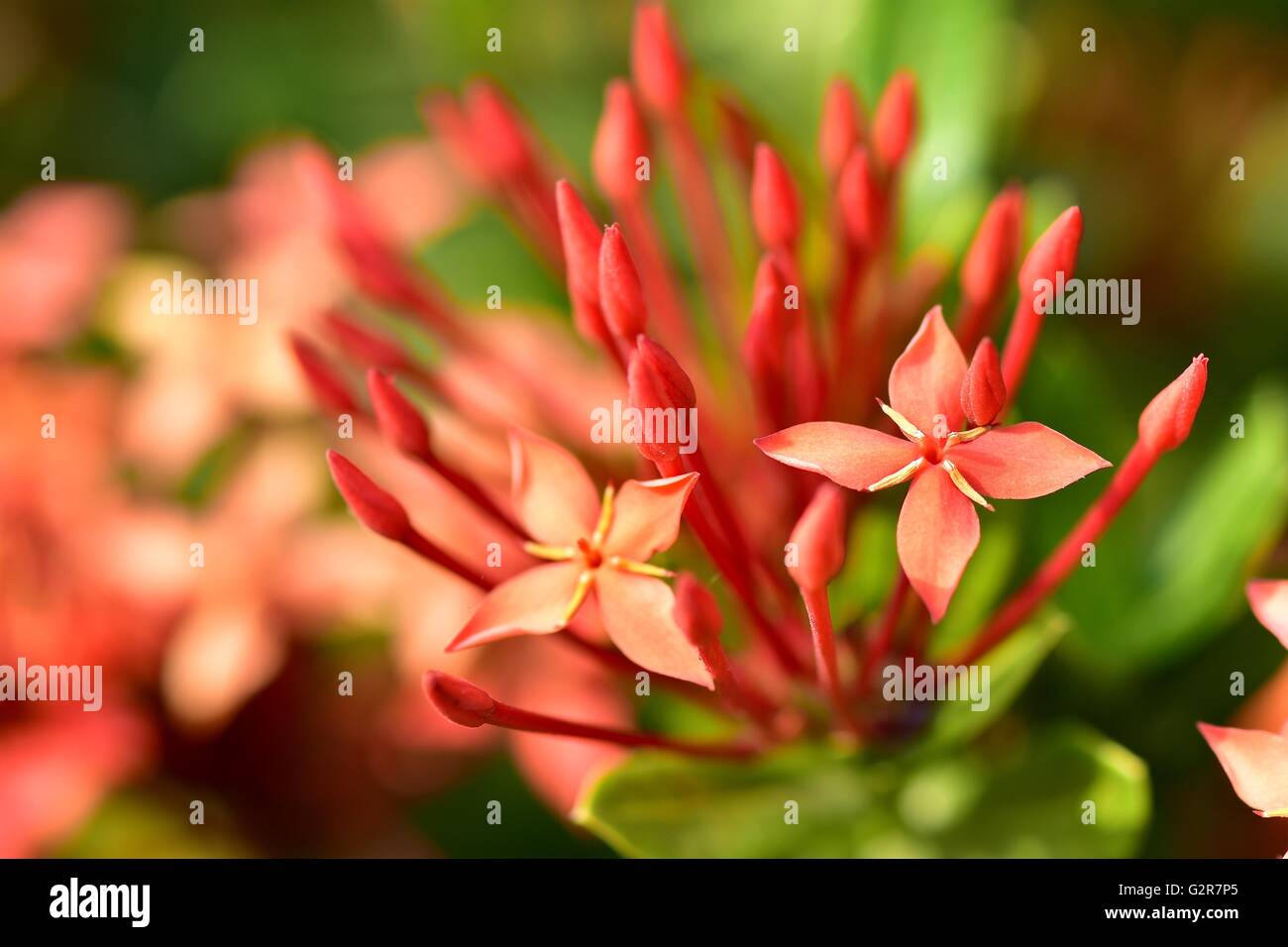 Close up of Ixora Coccinea flowers Stock Photo - Alamy