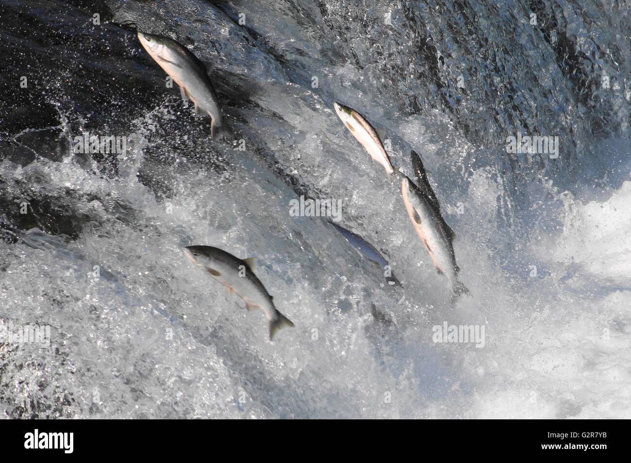 Salmon swimming against current river hi-res stock photography and ...