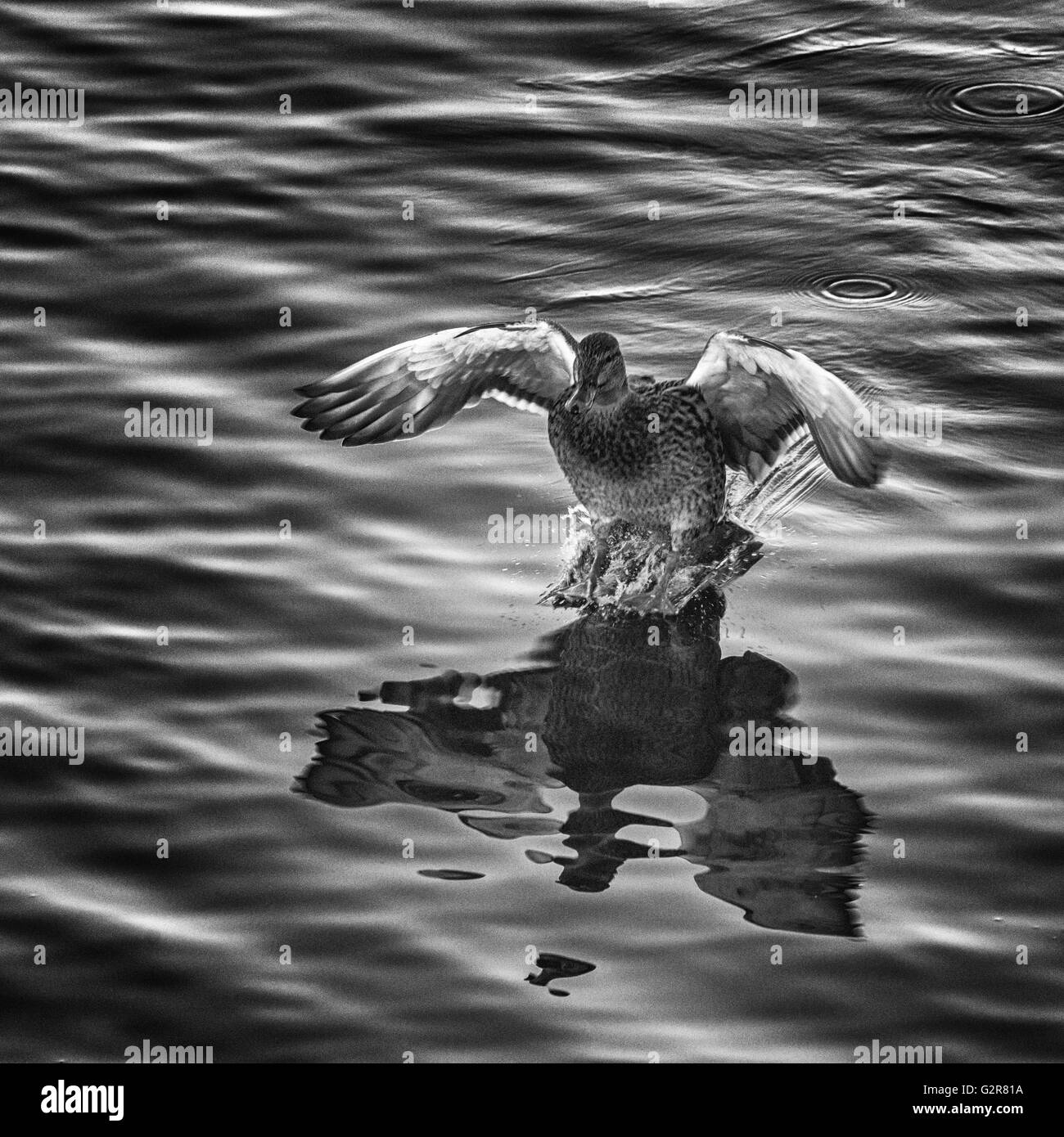 Landing duck Black and White Stock Photos & Images - Alamy
