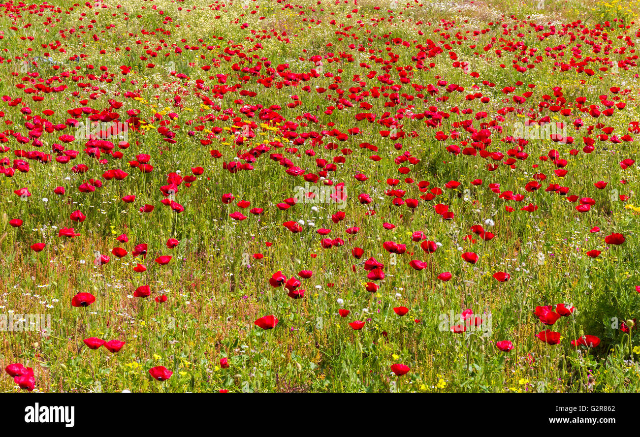 blooming poppy field background with red poppies Stock Photo - Alamy