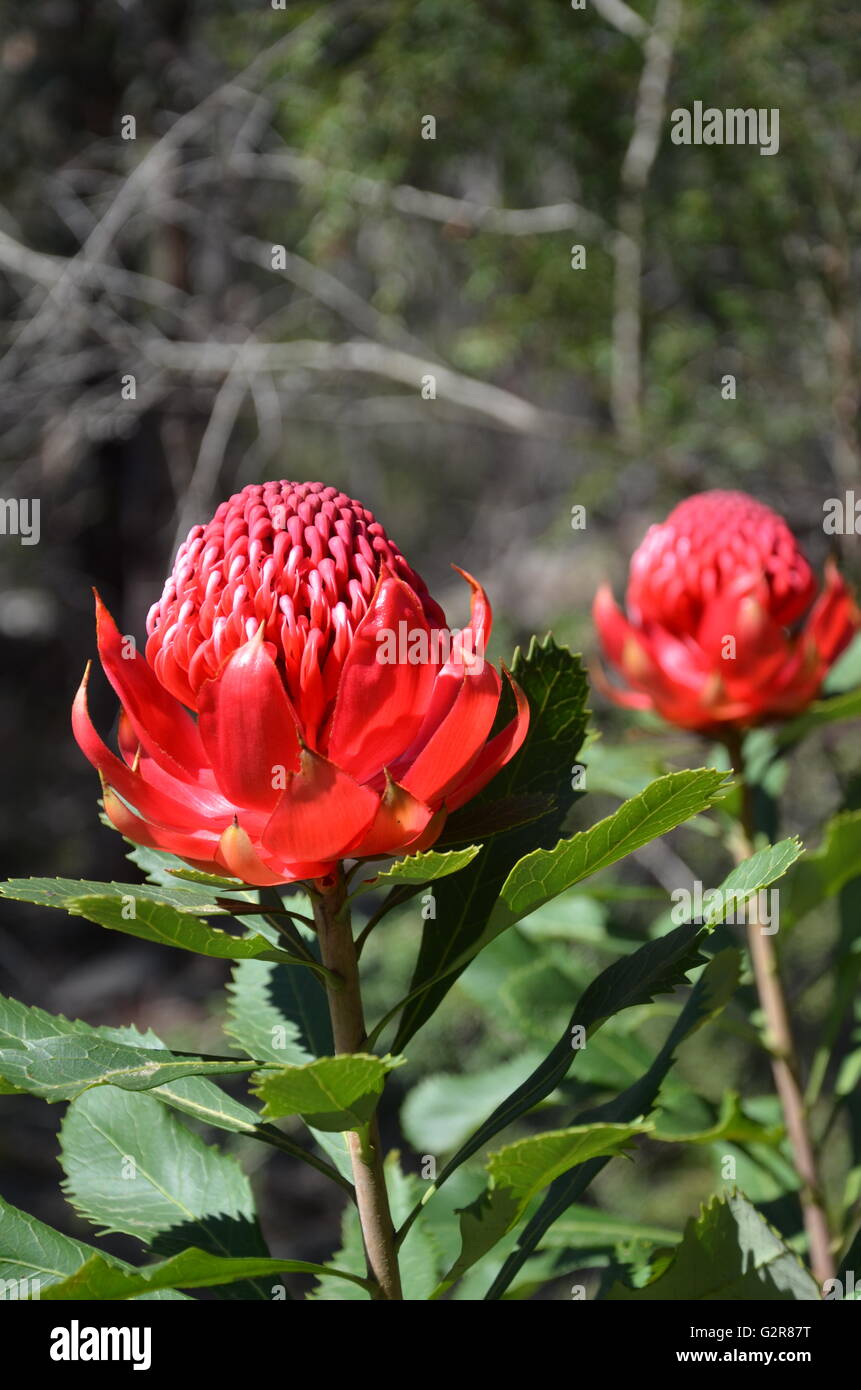 Waratah flower hi-res stock photography and images - Alamy